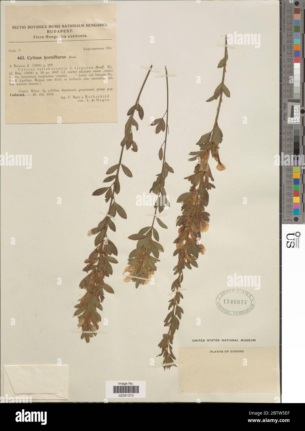 Cytisus s hi-res stock photography and images - Alamy