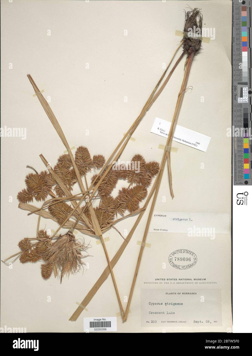 Cyperus strigosus L Stock Photo - Alamy