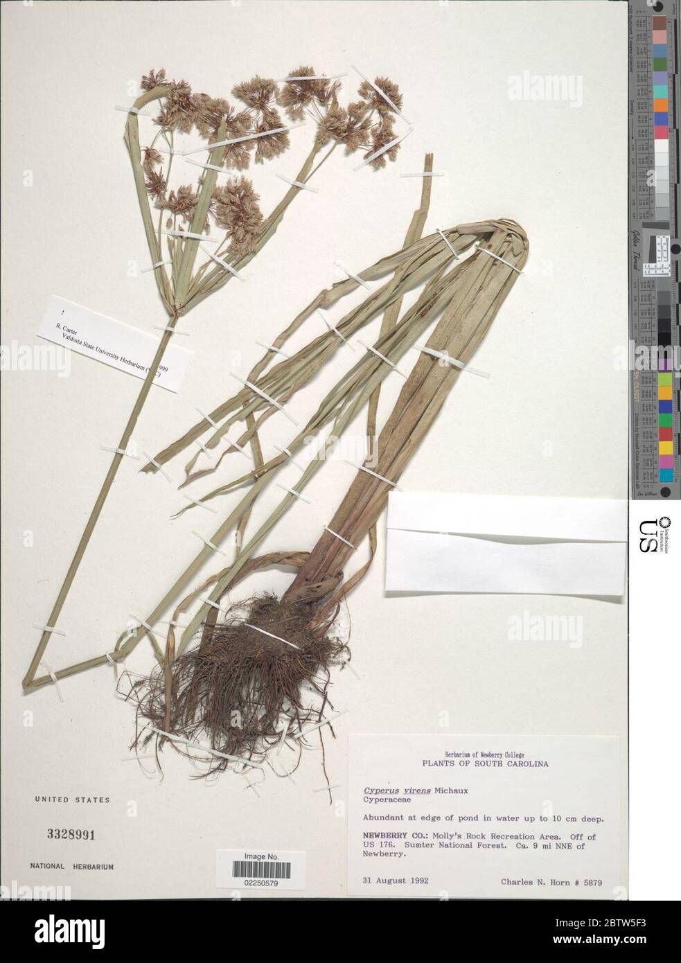 Cyperus virens Michx Stock Photo - Alamy