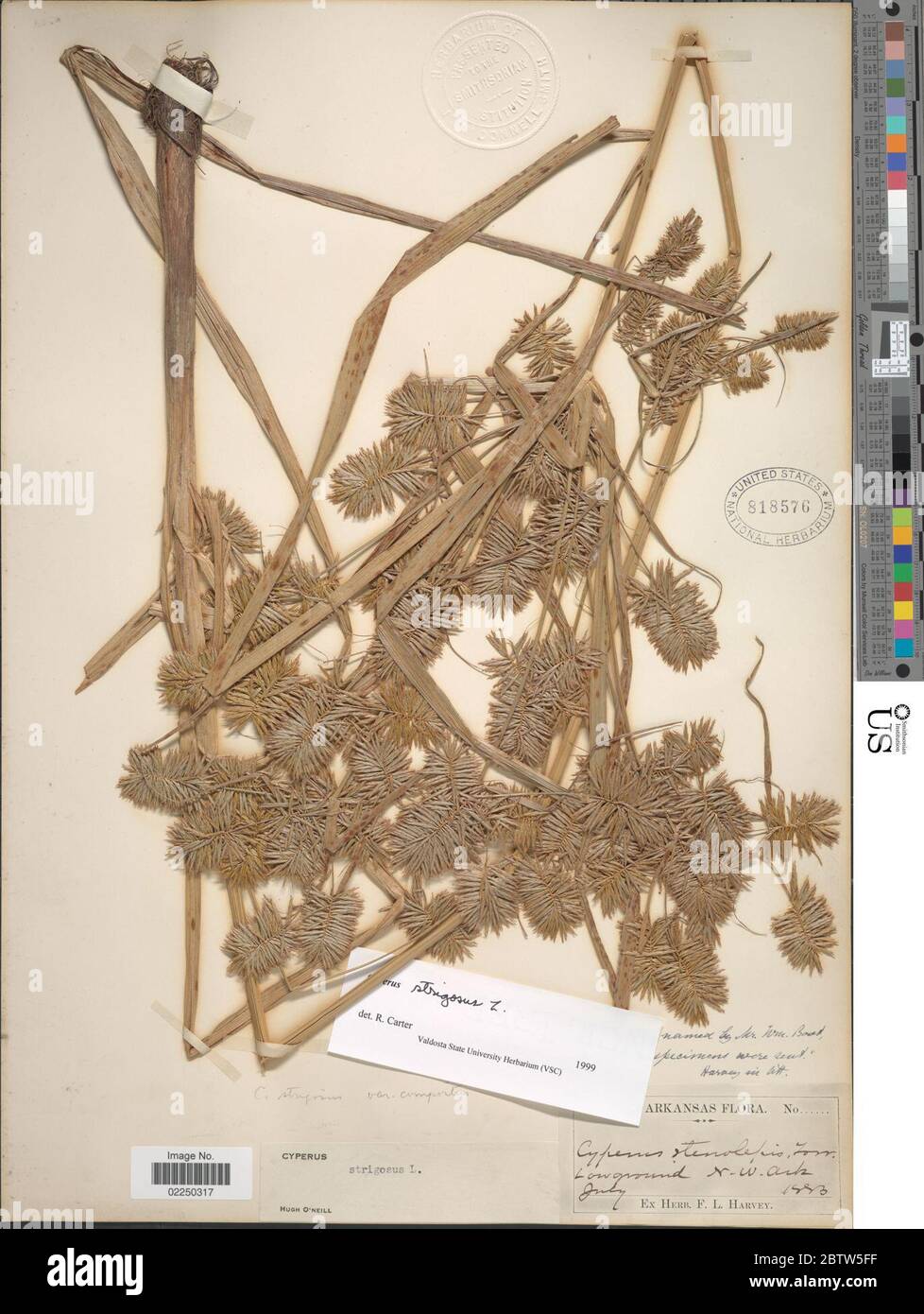 Cyperus strigosus L Stock Photo - Alamy