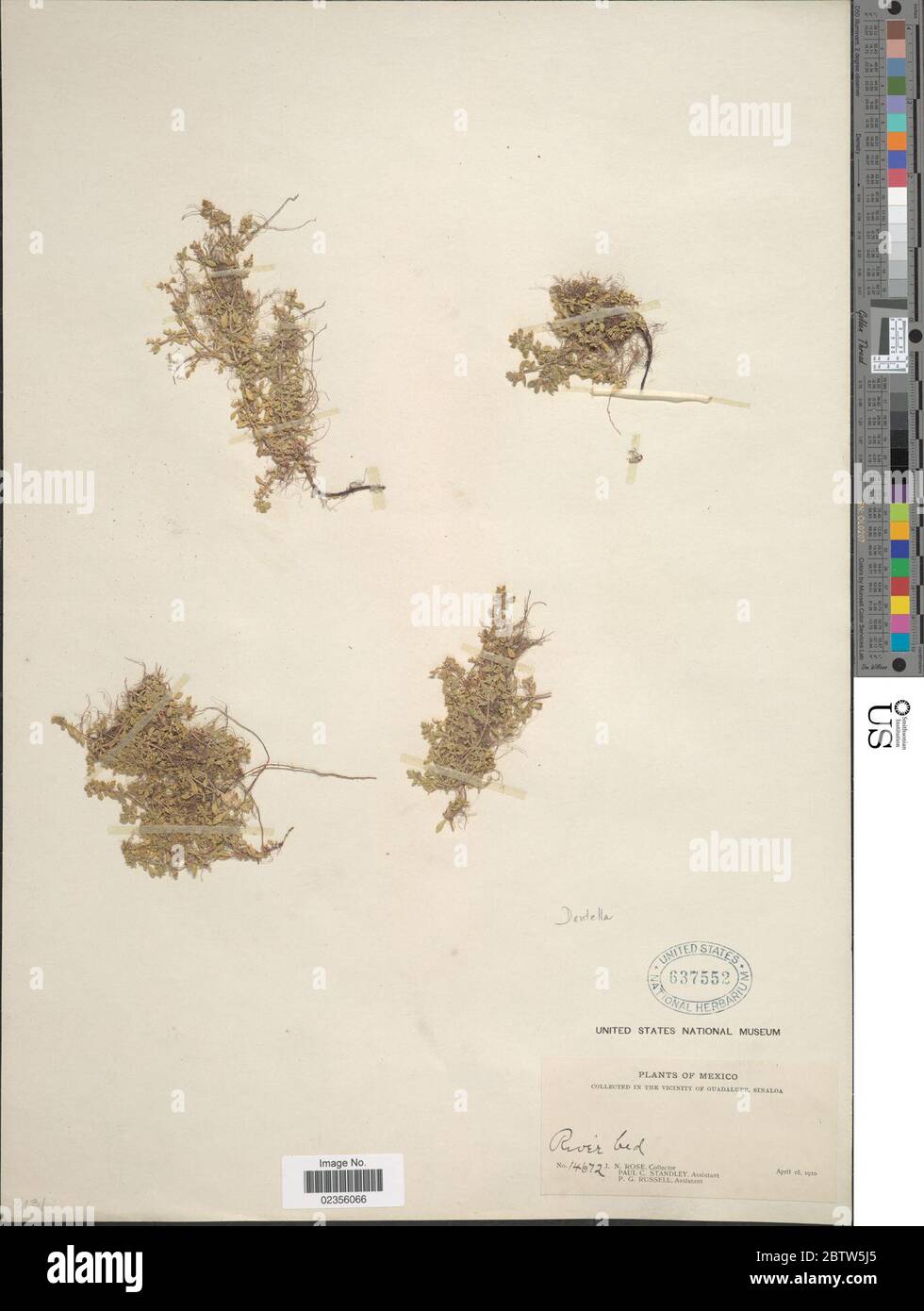 Dentella hi-res stock photography and images - Alamy