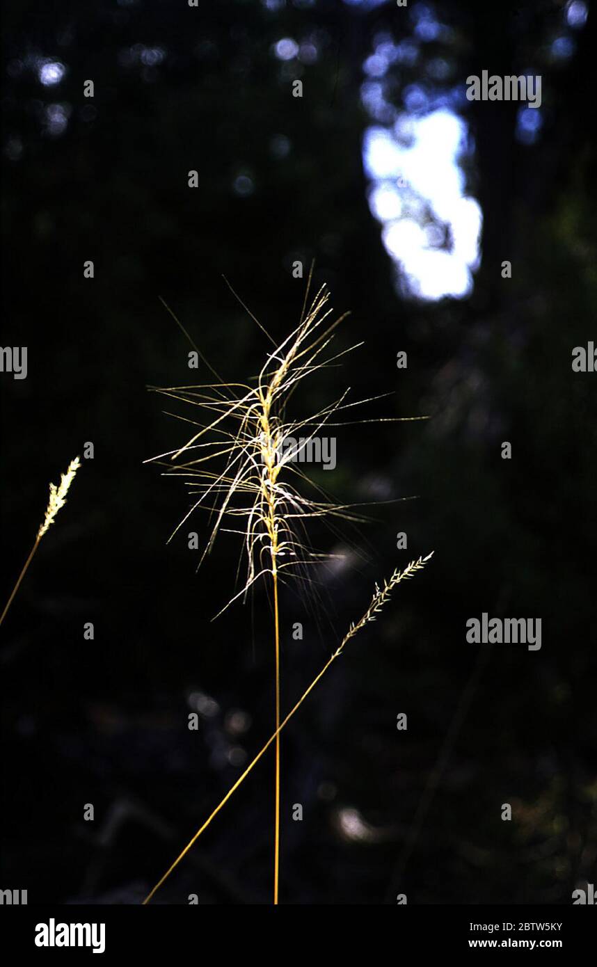 Swezey hi-res stock photography and images - Alamy