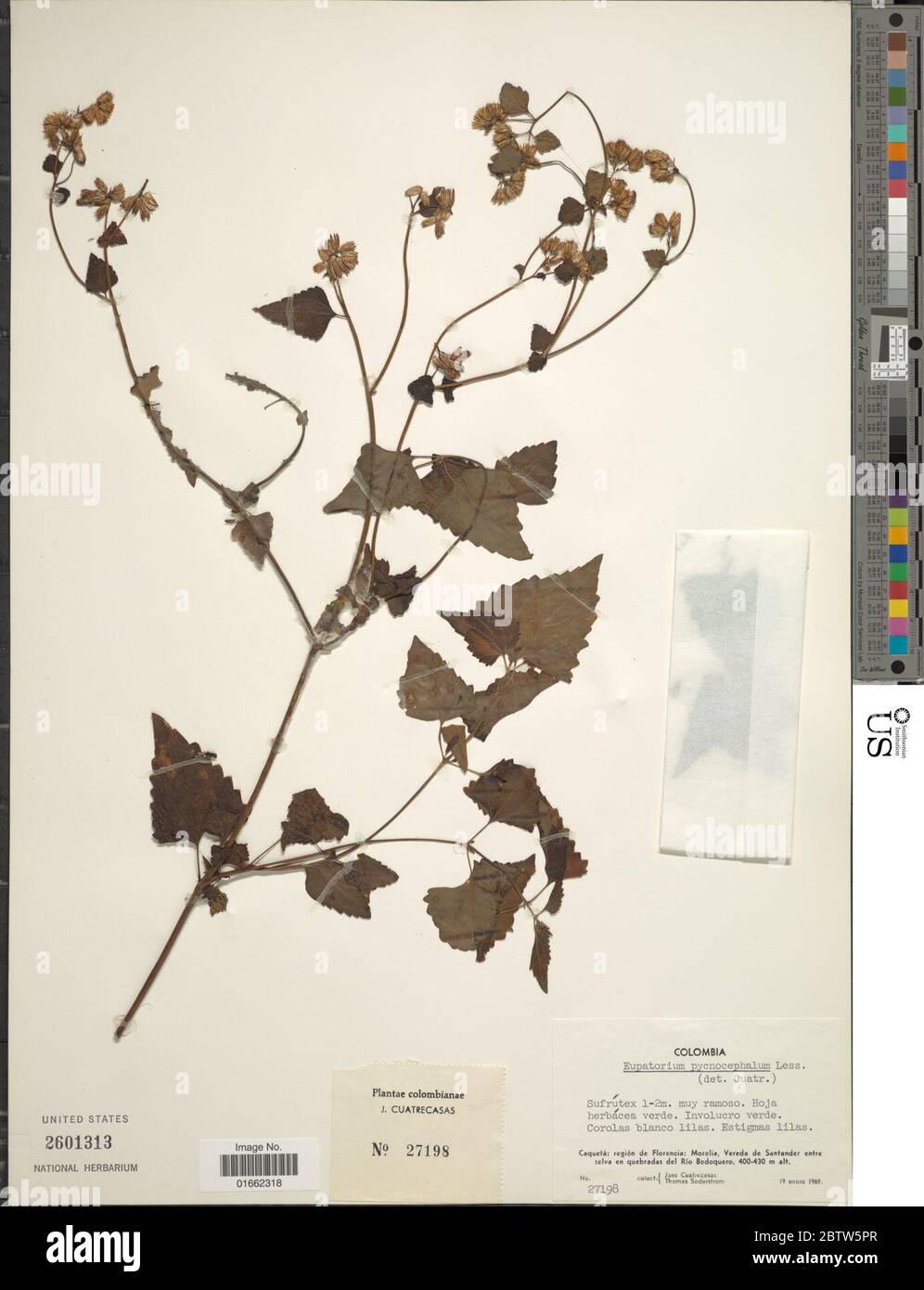 Pycnocephala hi-res stock photography and images - Alamy