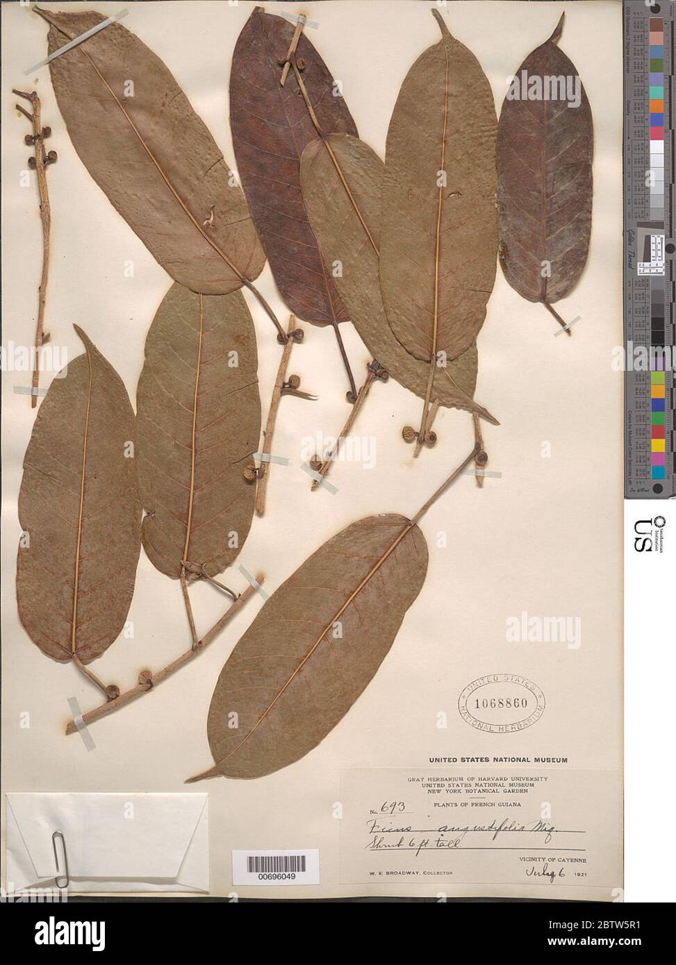 Ficus habitat hi-res stock photography and images - Alamy