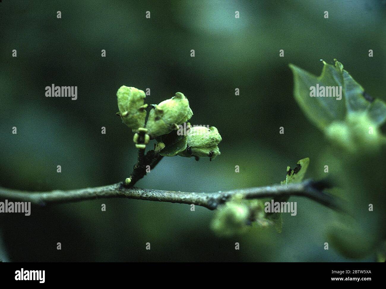 Hamamelis virginiana L Stock Photo - Alamy
