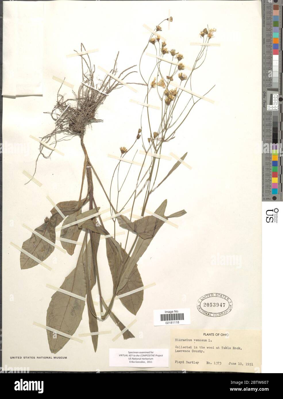 Venosum hi-res stock photography and images - Alamy