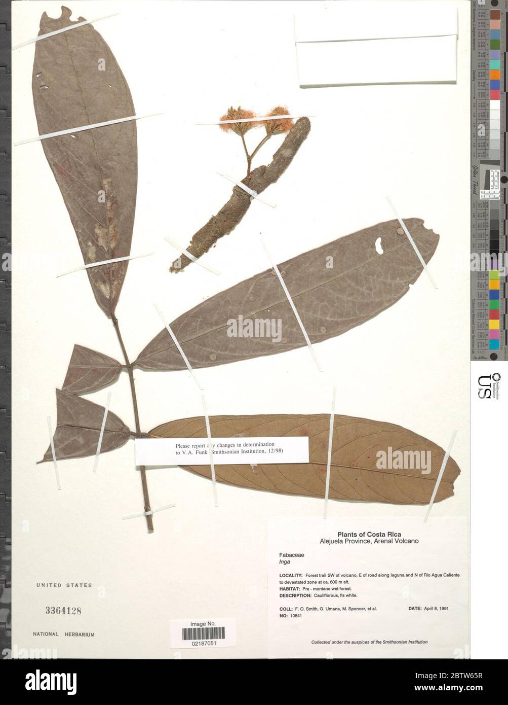 Inga trees hi-res stock photography and images - Alamy