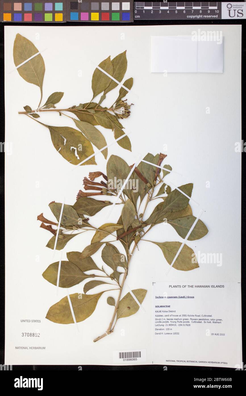 Iochroma Cyaneum High Resolution Stock Photography and Images - Alamy