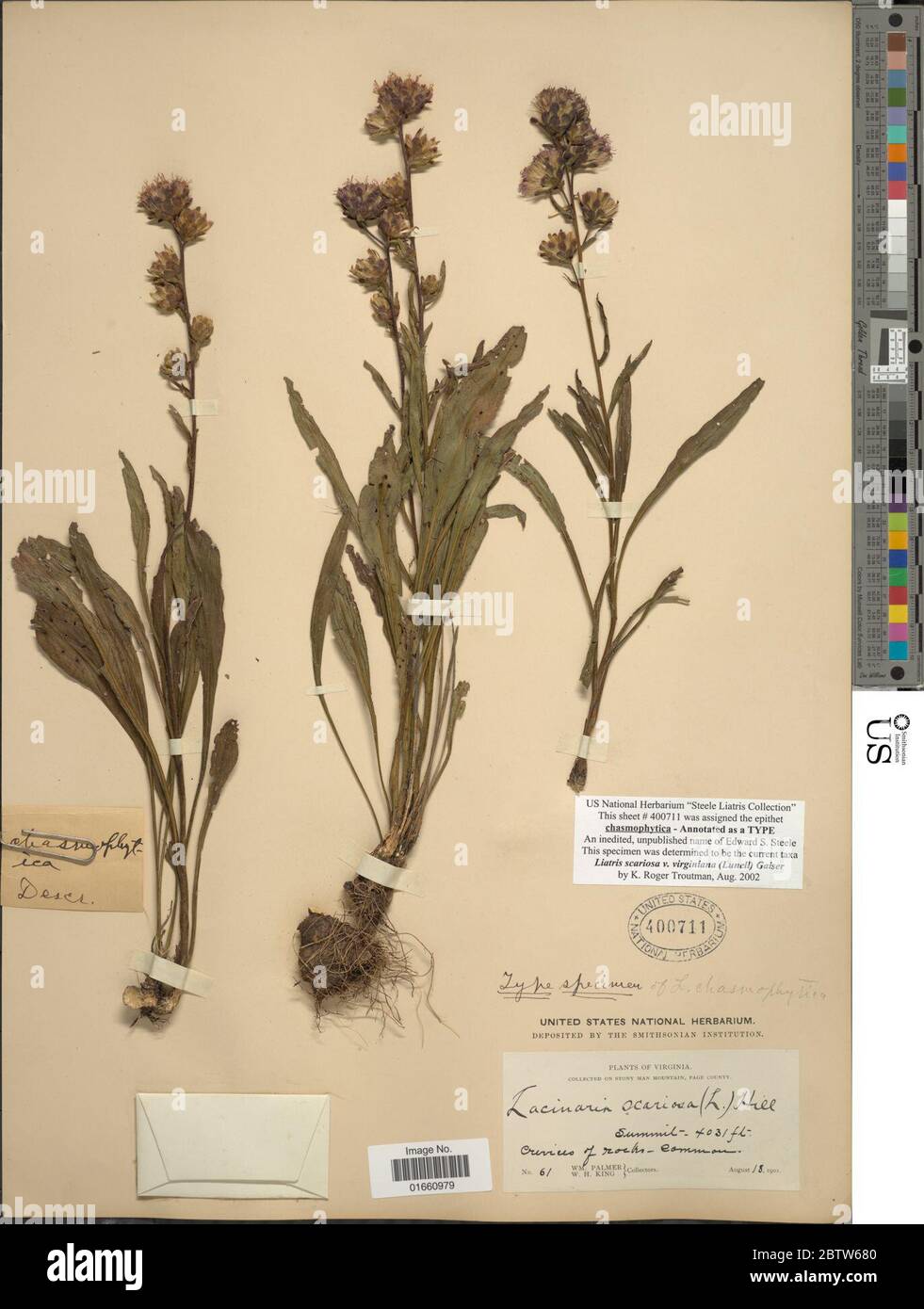 Liatris scariosa hi-res stock photography and images - Alamy