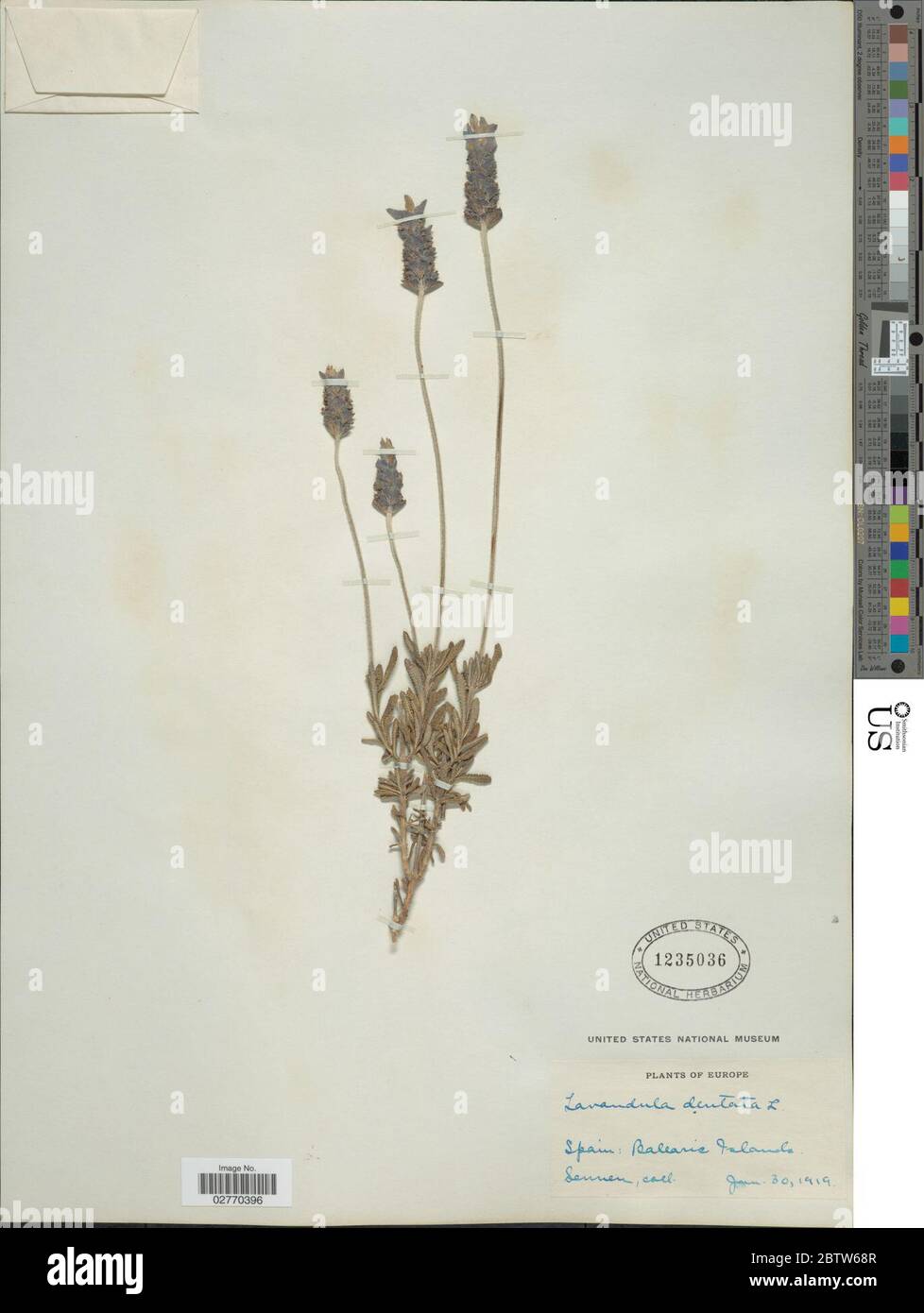 Lavandula dentata L Stock Photo - Alamy
