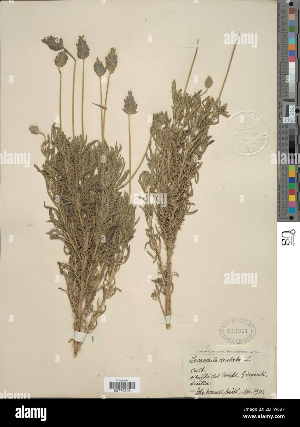 Lavandula dentata L Stock Photo - Alamy