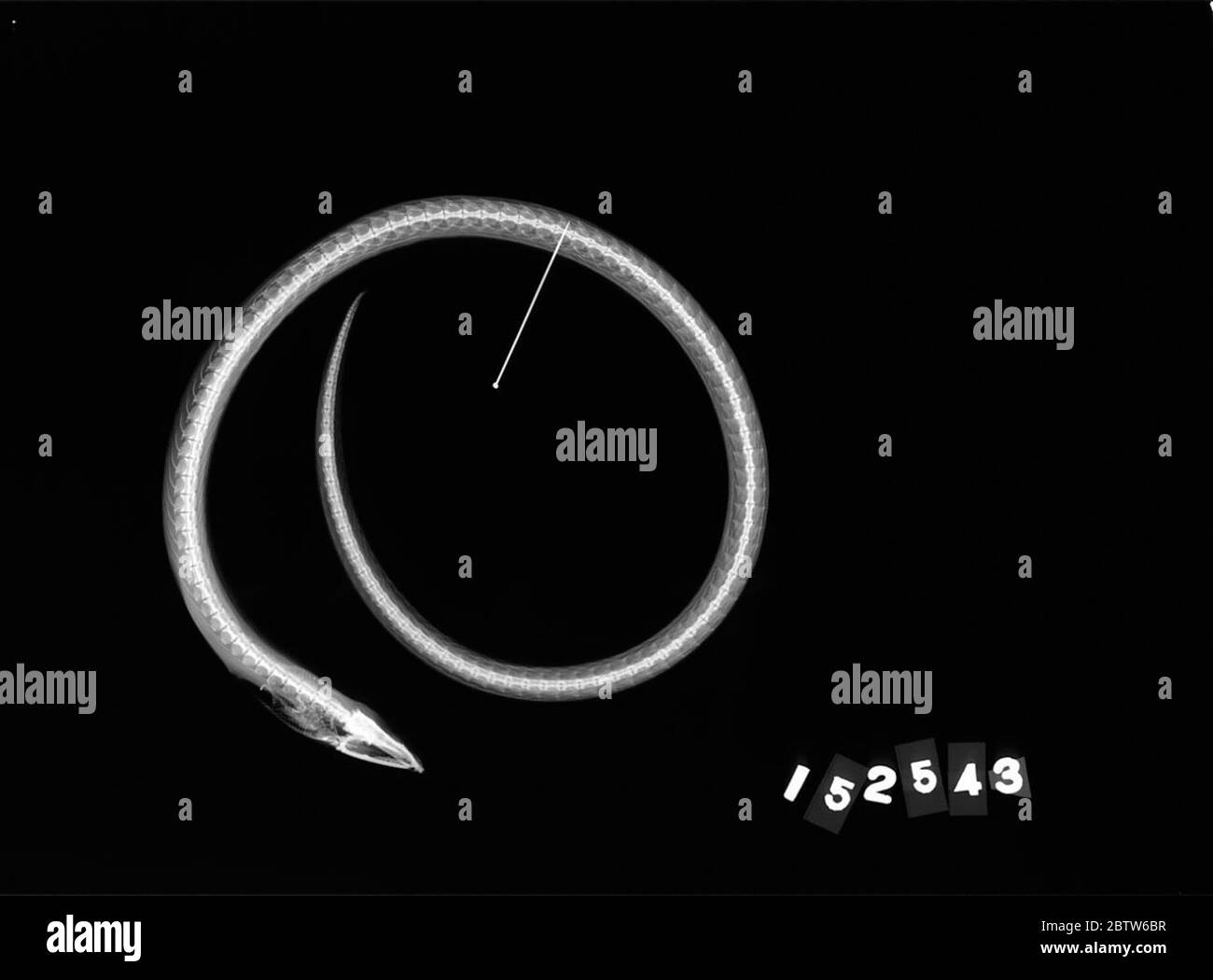 Gosline hi-res stock photography and images - Alamy