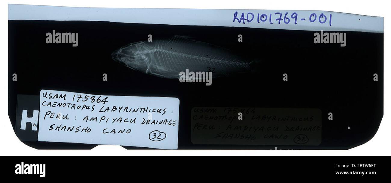 Labyrinthicus hi-res stock photography and images - Alamy