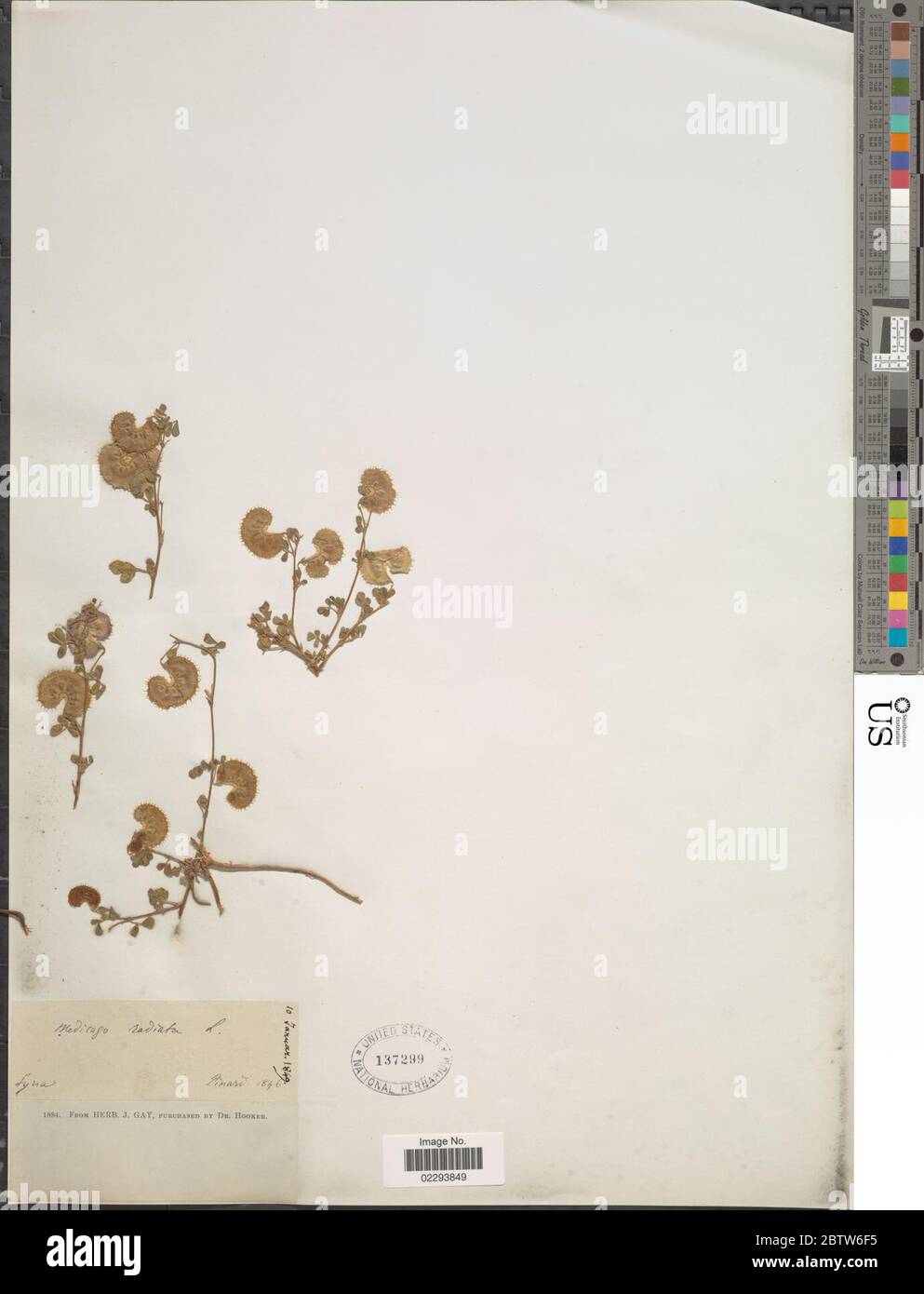 Medicago radiata L Stock Photo - Alamy