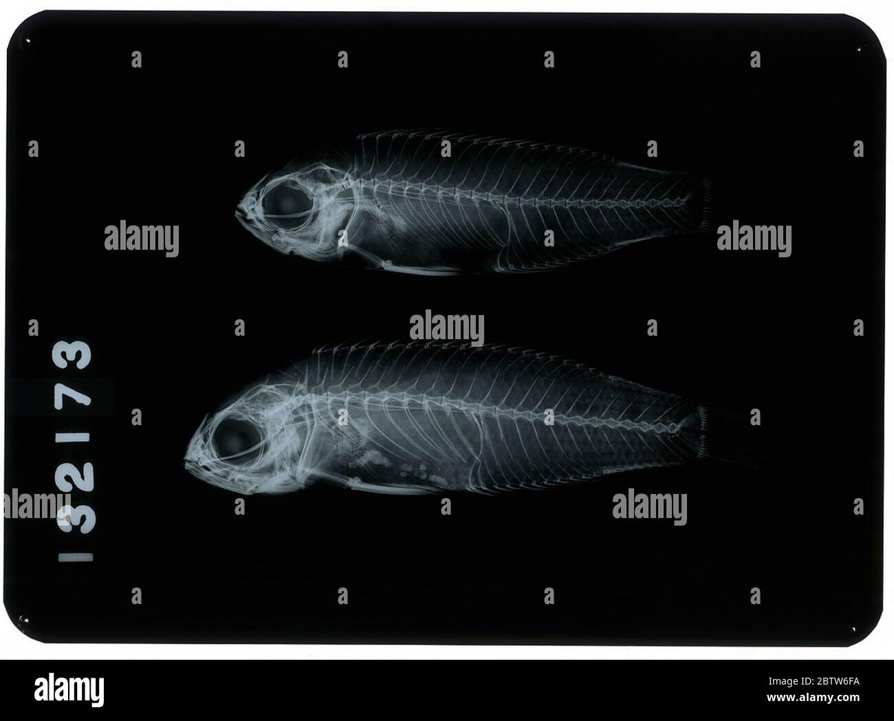 Callanthias hi-res stock photography and images - Alamy