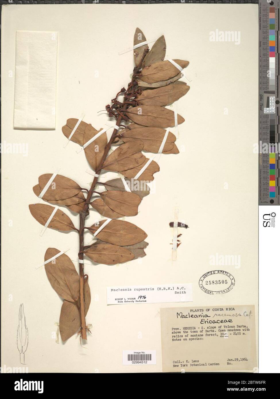 Macleania rupestris Kunth AC Sm Stock Photo - Alamy