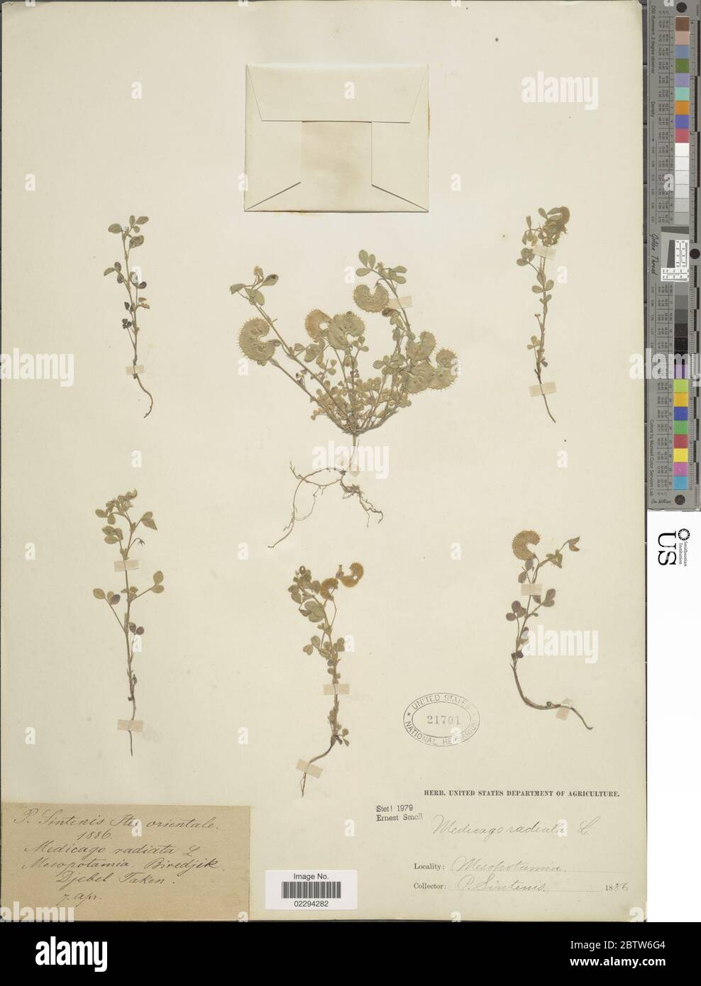 Medicago radiata L Stock Photo - Alamy