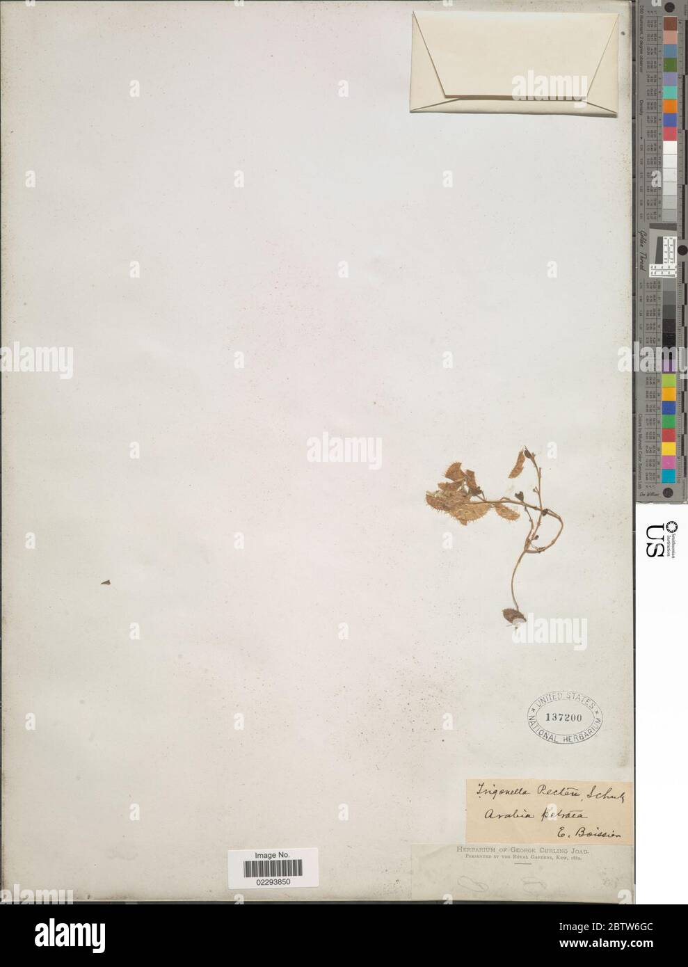 Medicago radiata L Stock Photo - Alamy