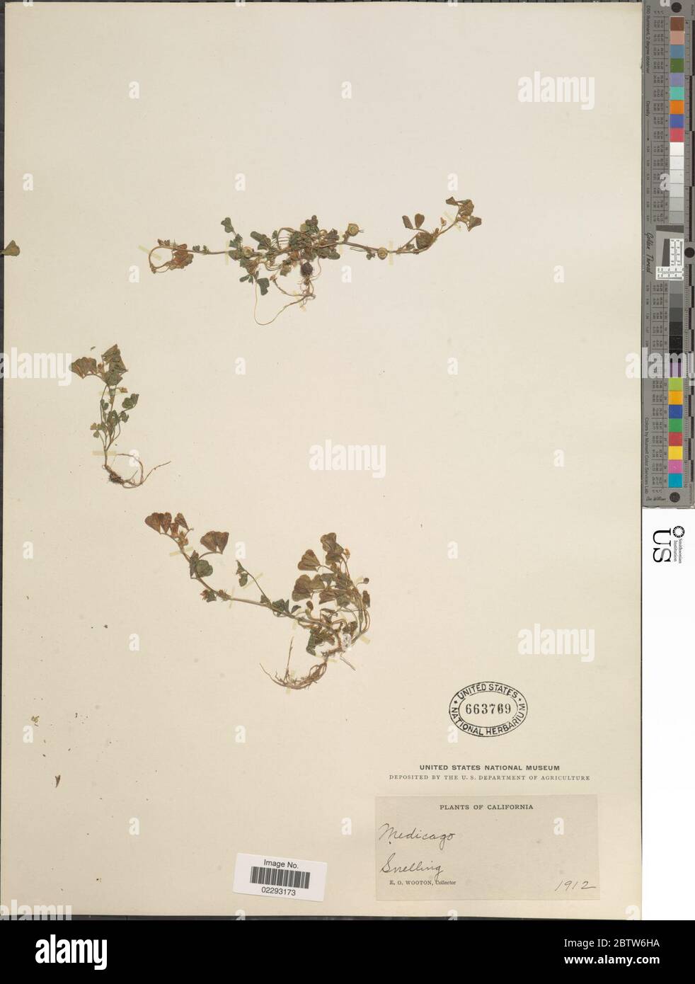 Medicago sp hi-res stock photography and images - Alamy