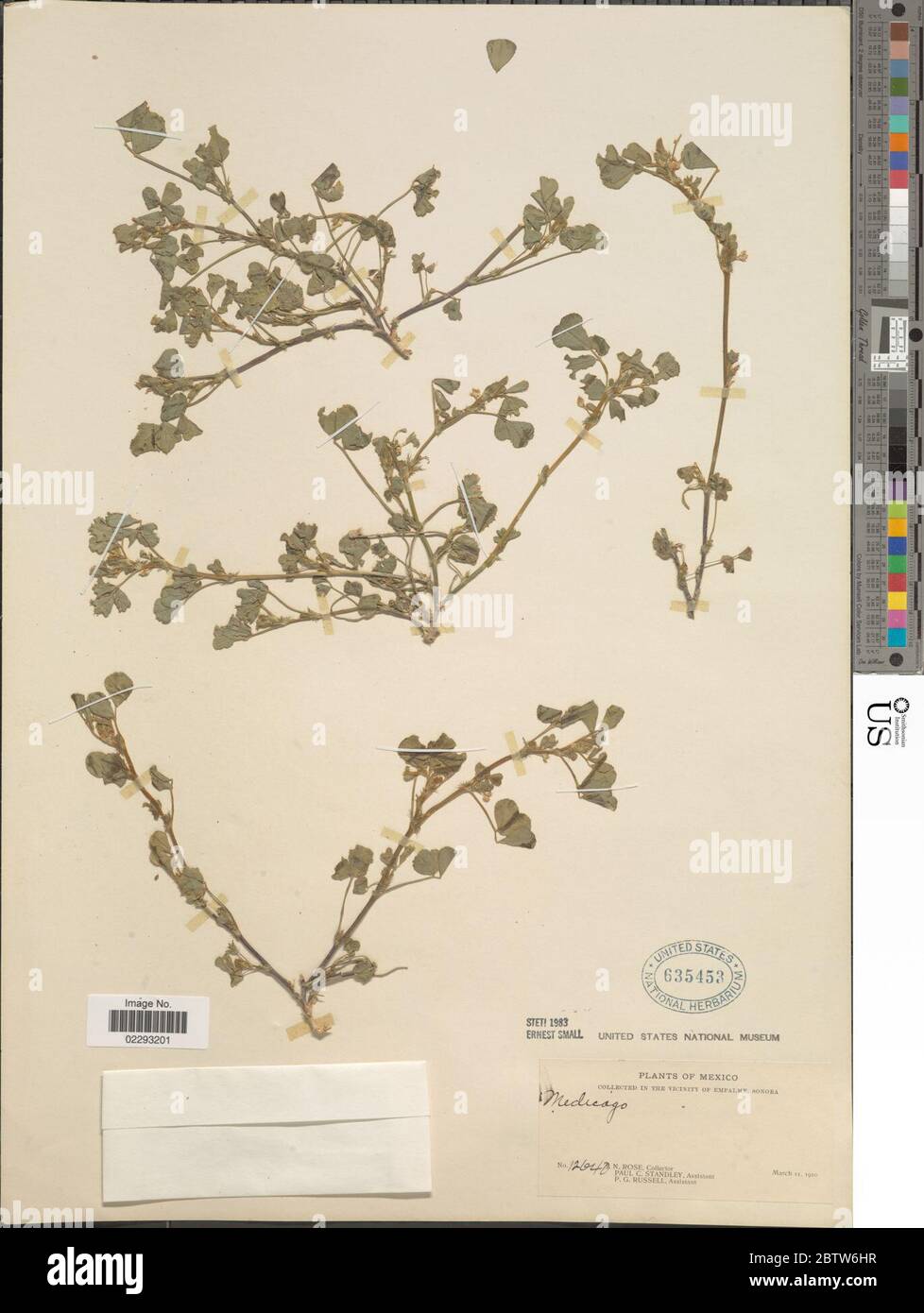 Medicago sp hi-res stock photography and images - Alamy