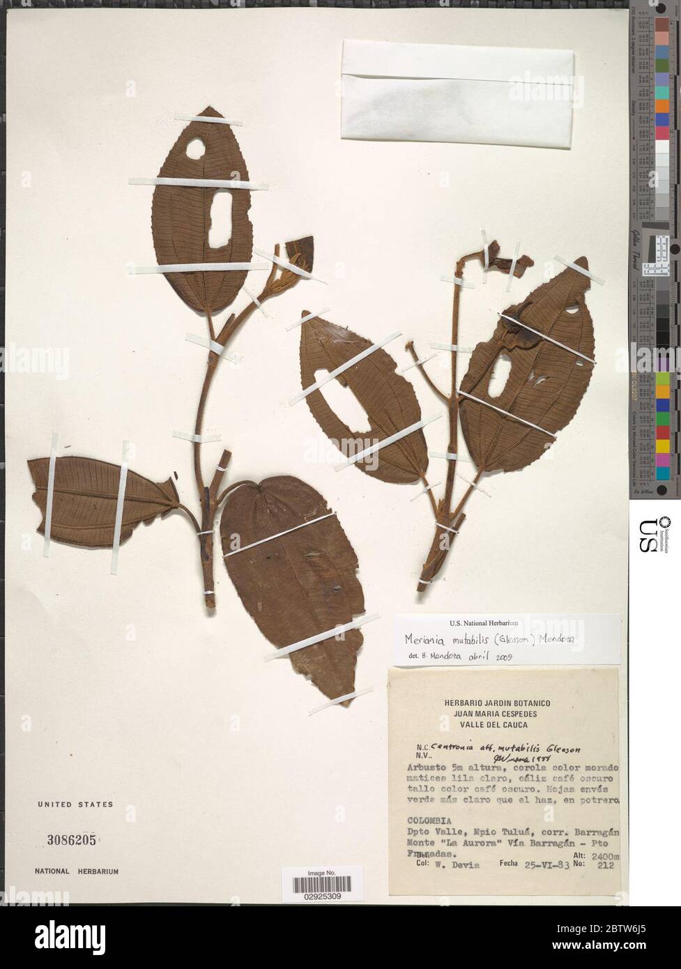 Meriania hi-res stock photography and images - Alamy