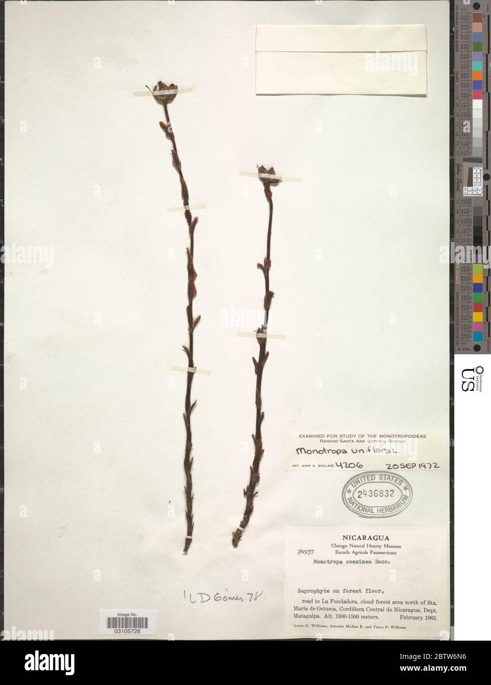 Monotropa uniflora L Stock Photo - Alamy