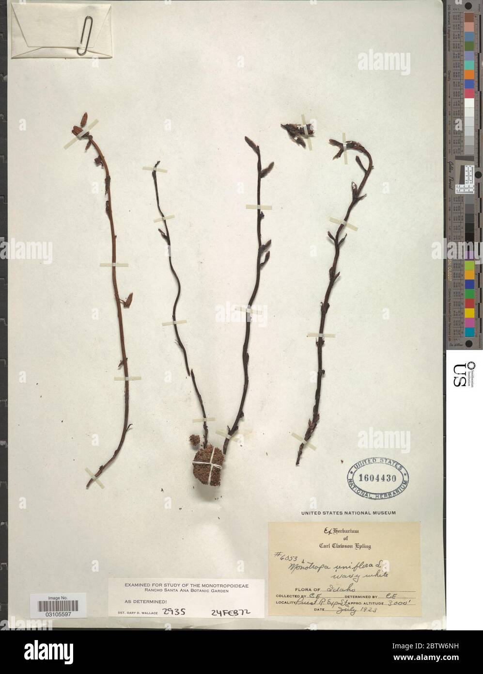 Monotropa uniflora L Stock Photo - Alamy