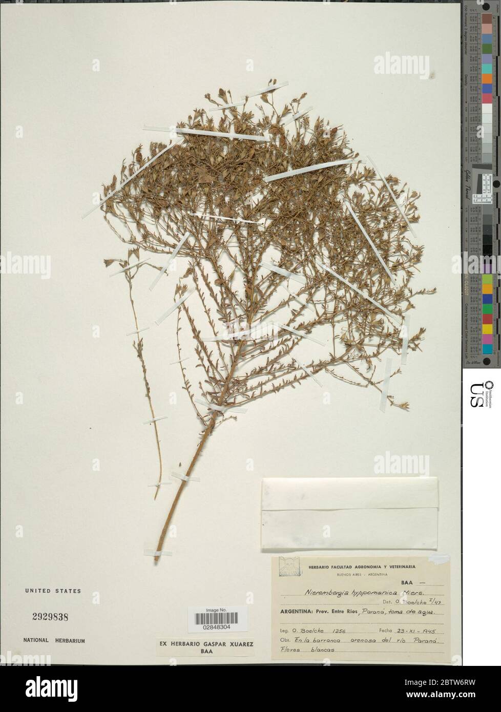 Linariifolia High Resolution Stock Photography and Images - Alamy