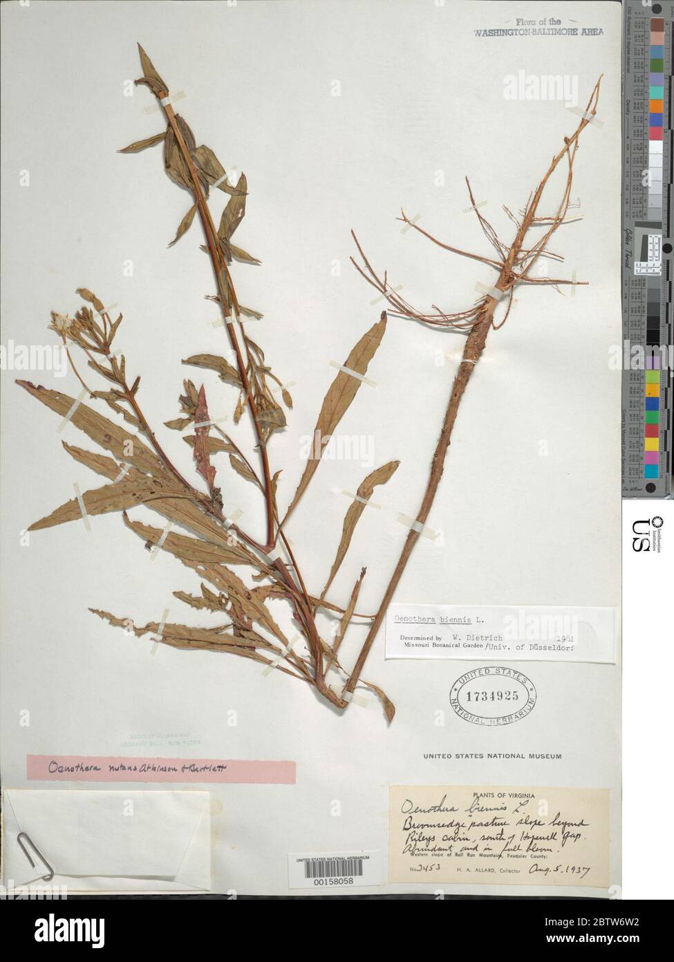 Oenothera biennis night hi-res stock photography and images - Alamy