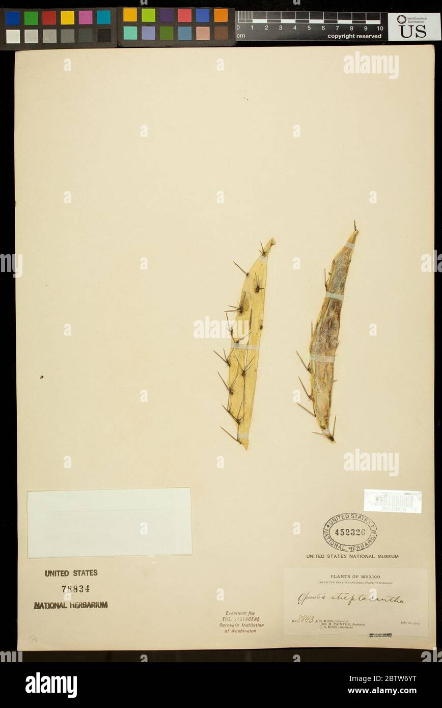 Opuntia streptacantha hi-res stock photography and images - Alamy