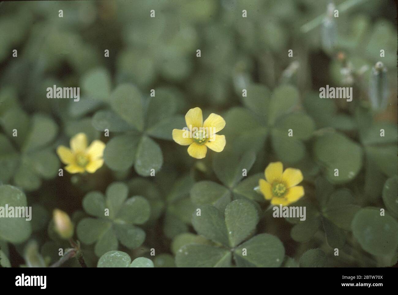 Oxalis stricta L Stock Photo - Alamy