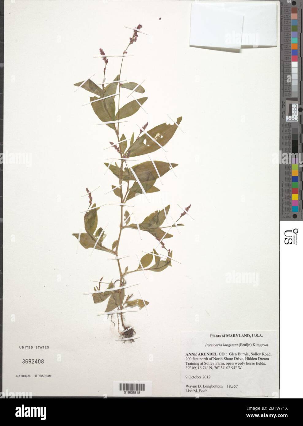 Persicaria longiseta Kitag Stock Photo - Alamy