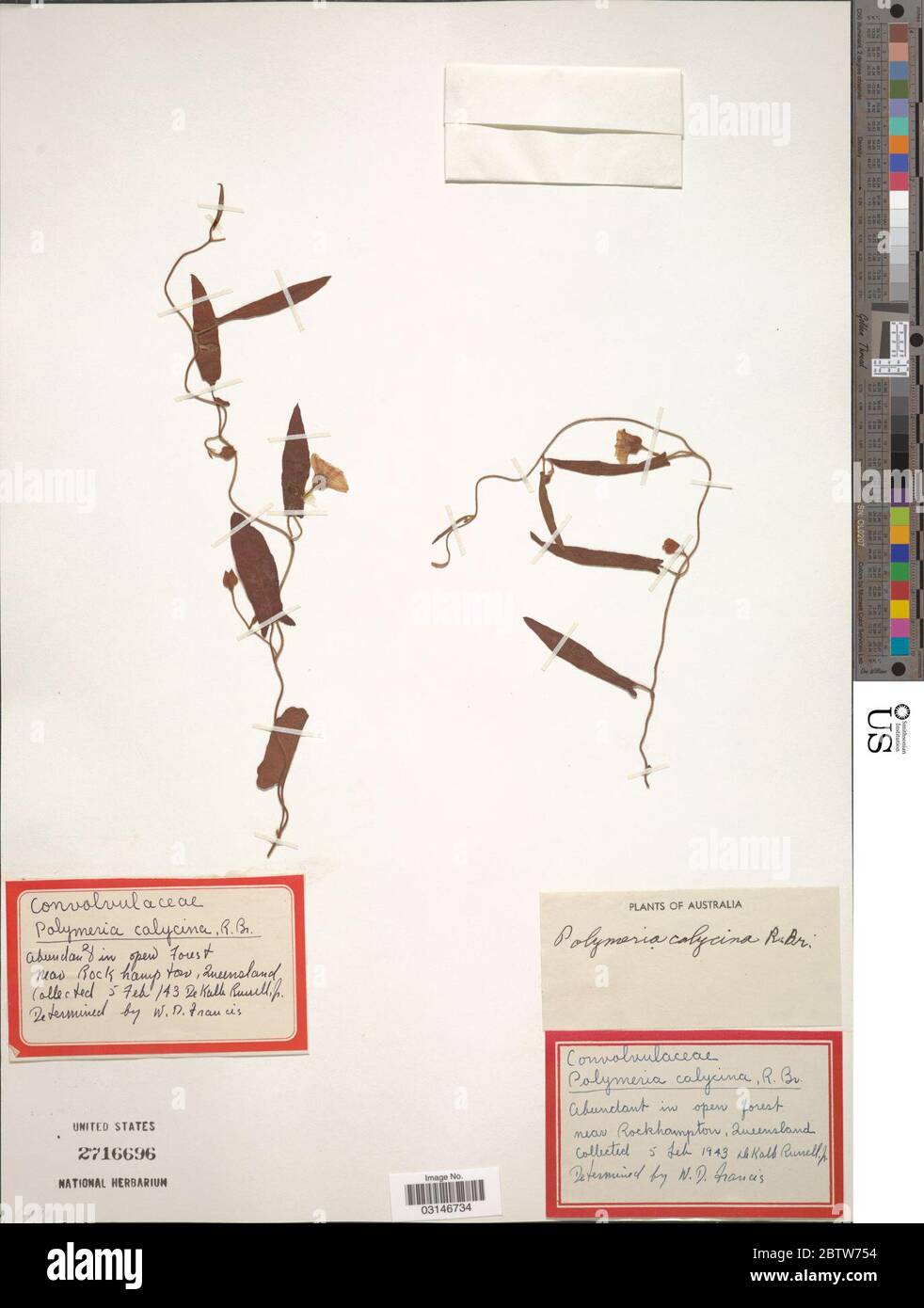 Polymeria calycina hi-res stock photography and images - Alamy