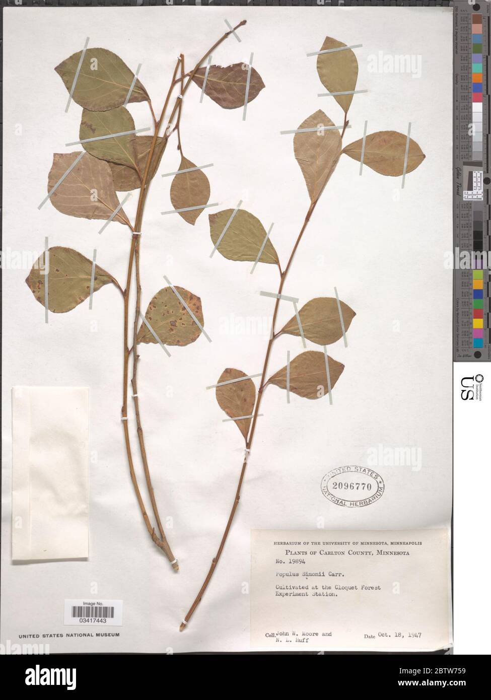 Simonii hi-res stock photography and images - Alamy