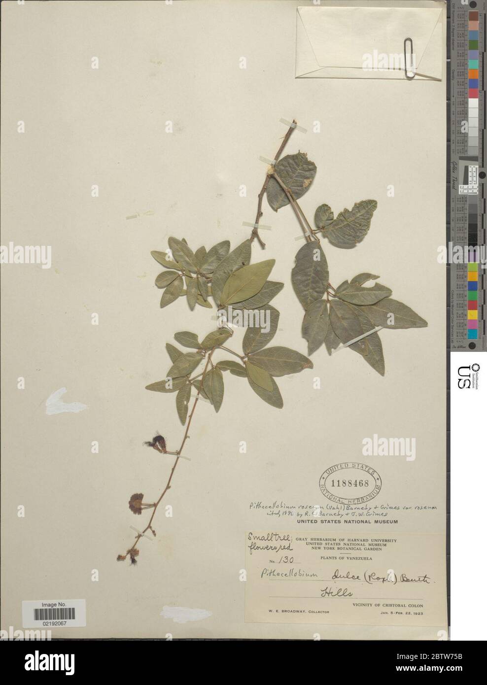 Pithecellobium roseum Vahl Barneby JW Grimes Stock Photo - Alamy