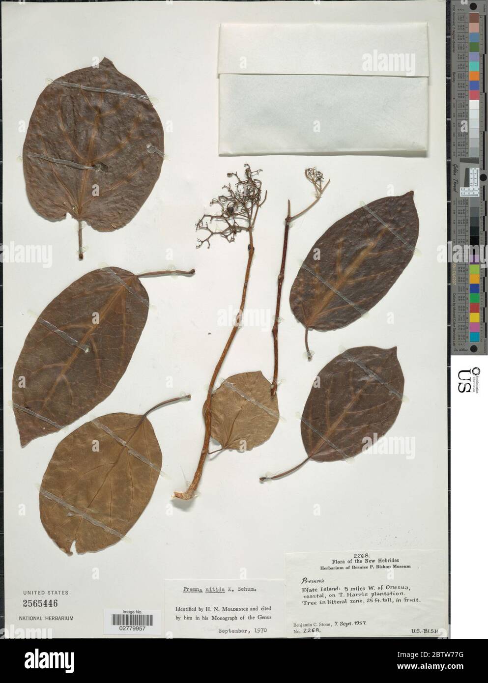 Schum s hi-res stock photography and images - Alamy