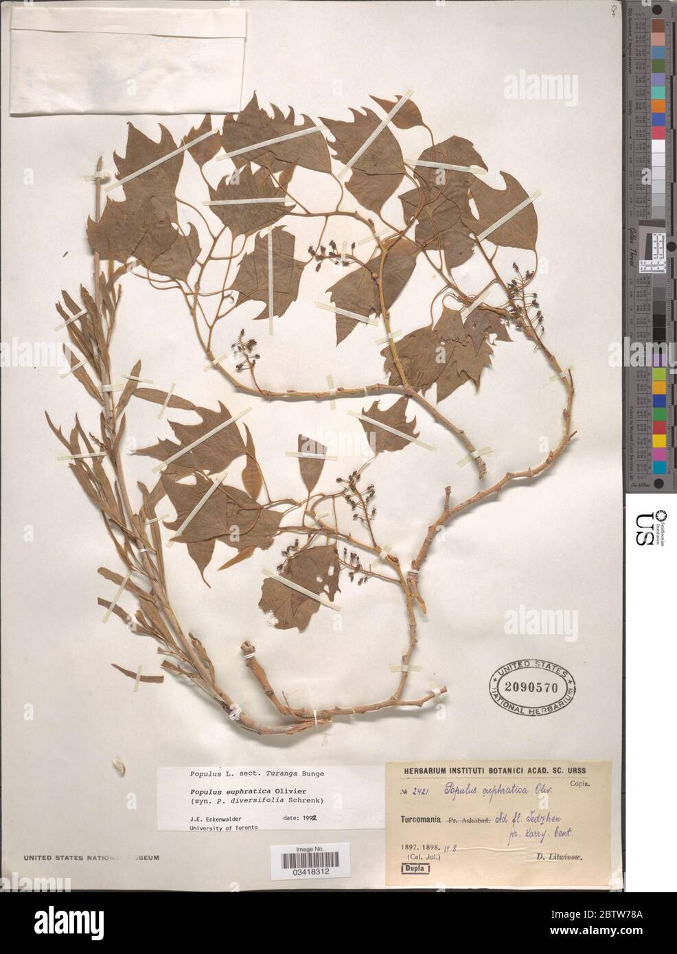 Populus euphratica hi-res stock photography and images - Alamy