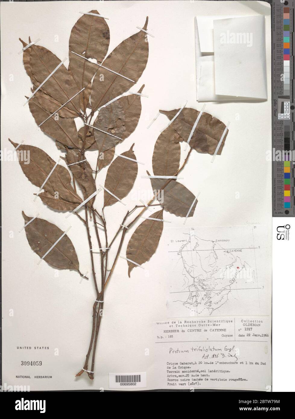 Protium trifoliolatum Engl Stock Photo - Alamy