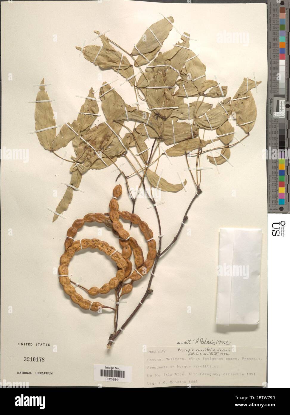 Ruscifolia hi-res stock photography and images - Alamy