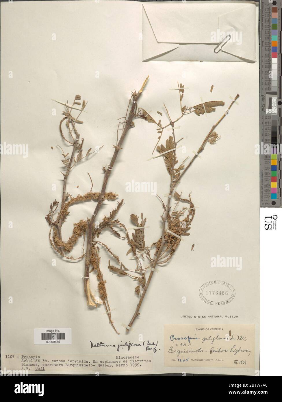 Prosopis juliflora Sw DC Stock Photo - Alamy