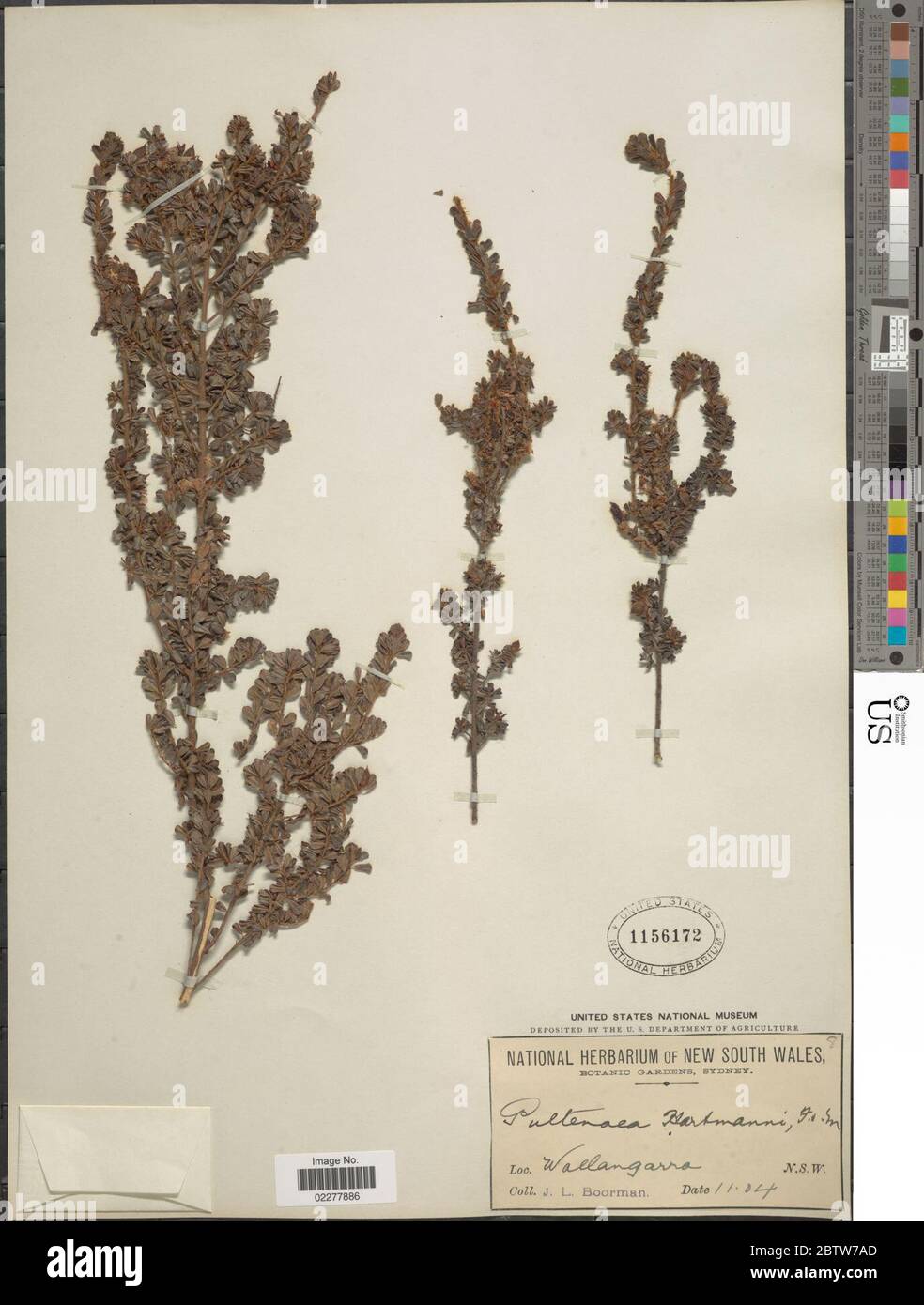 Pultenaea hi-res stock photography and images - Alamy