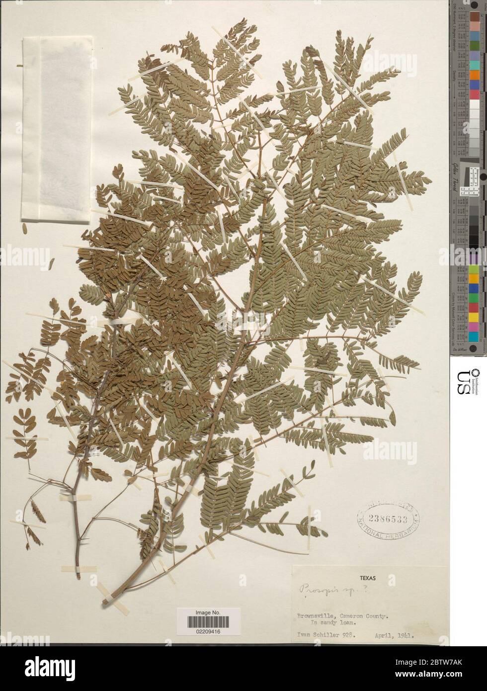 Prosopis prosopis sp hi-res stock photography and images - Alamy