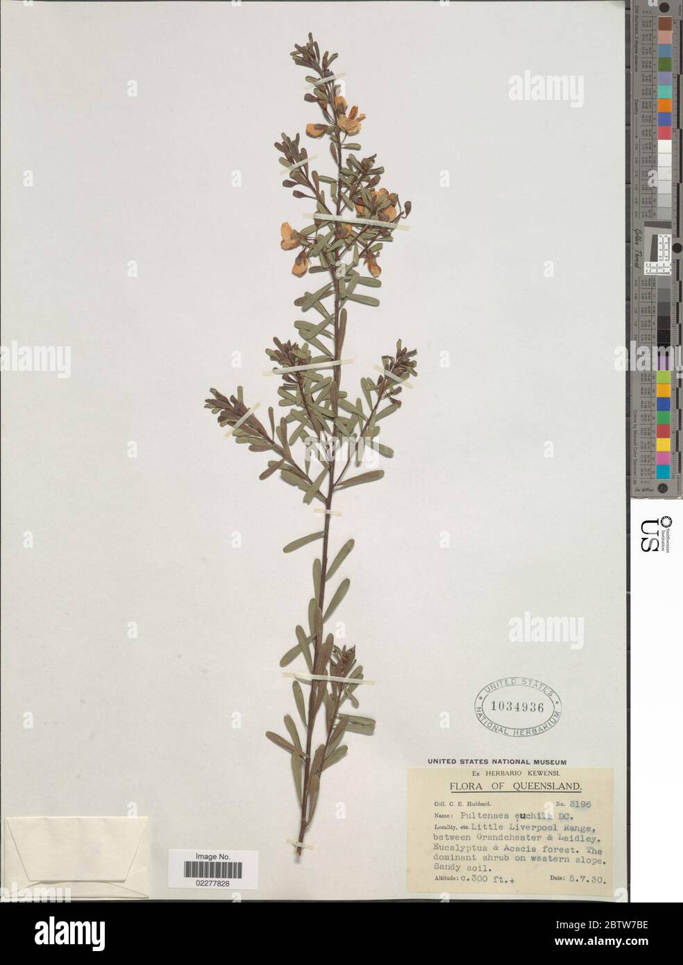 Pultenaea hi-res stock photography and images - Alamy