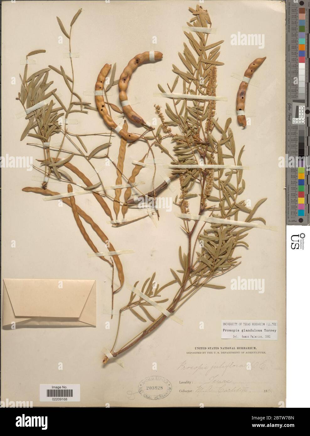 Prosopis prosopis sp hi-res stock photography and images - Alamy