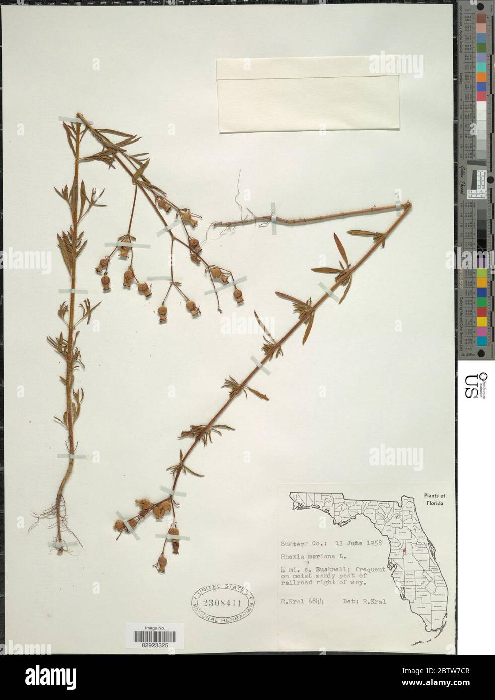 Rhexia mariana hi-res stock photography and images - Alamy