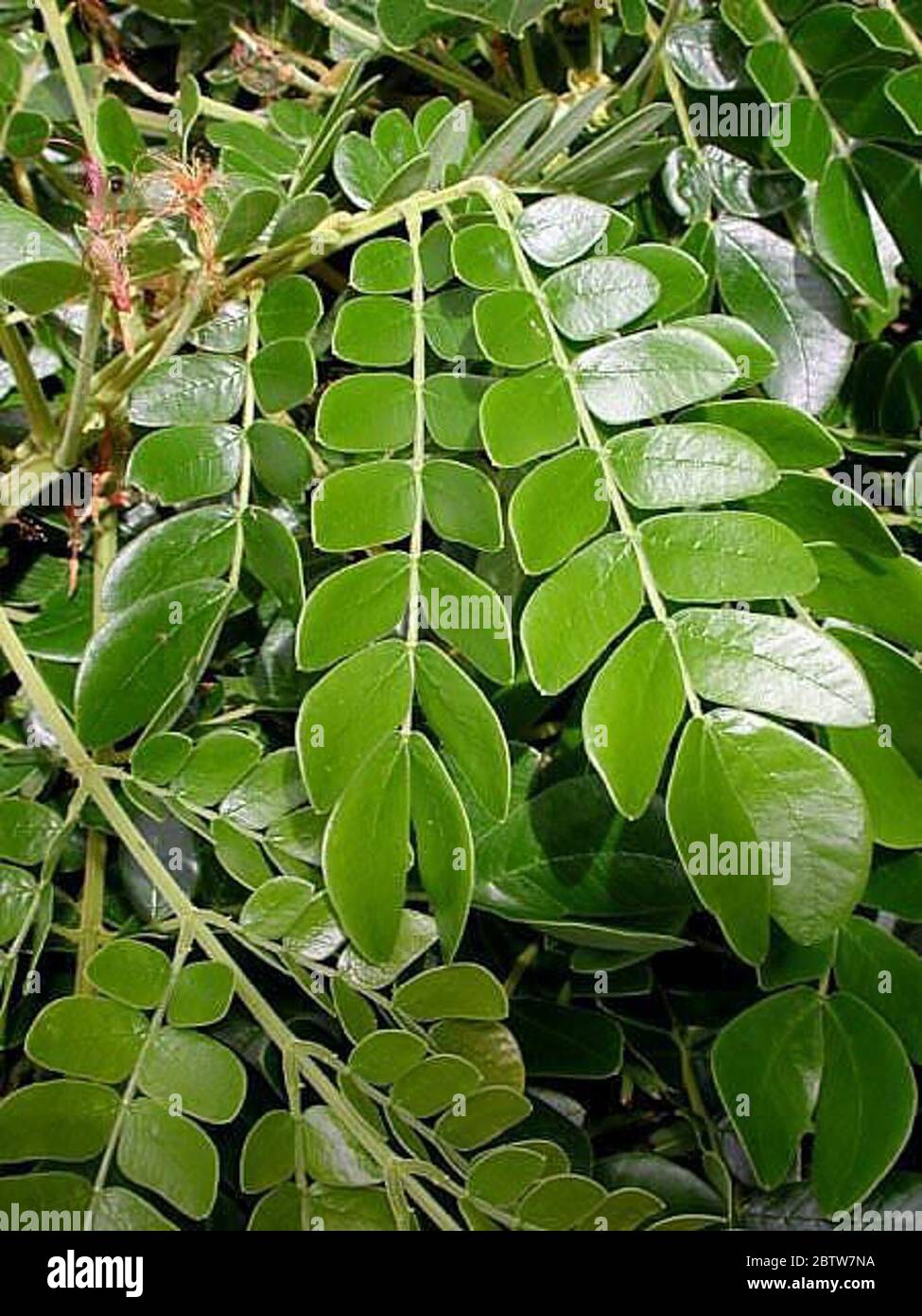 Samanea saman Jacq Merr Stock Photo - Alamy