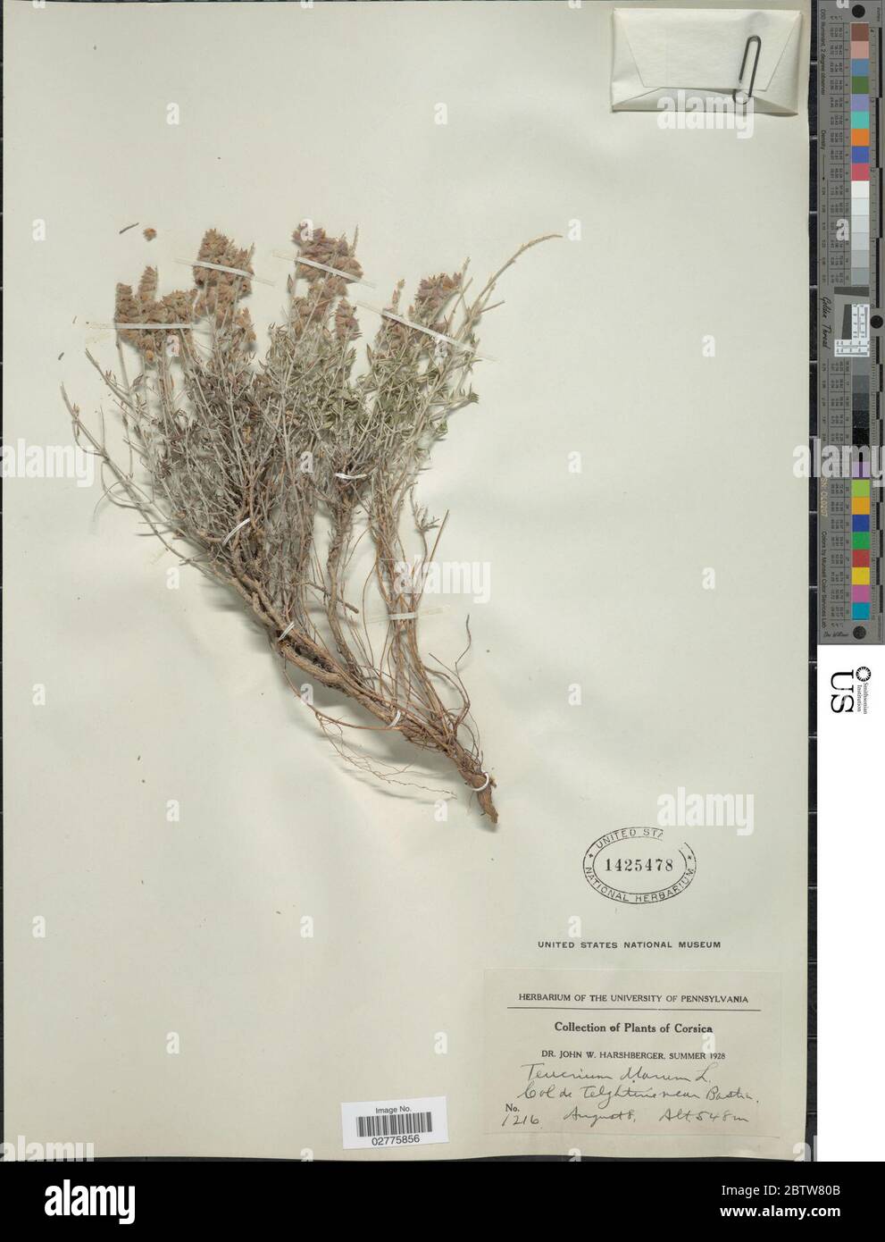 Teucrium marum L Stock Photo - Alamy
