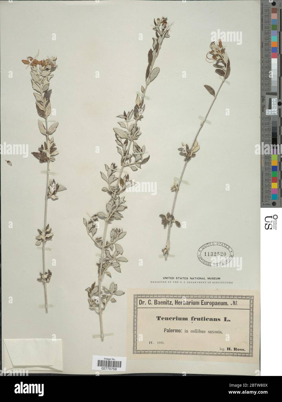 Teucrium fruticans hi-res stock photography and images - Alamy