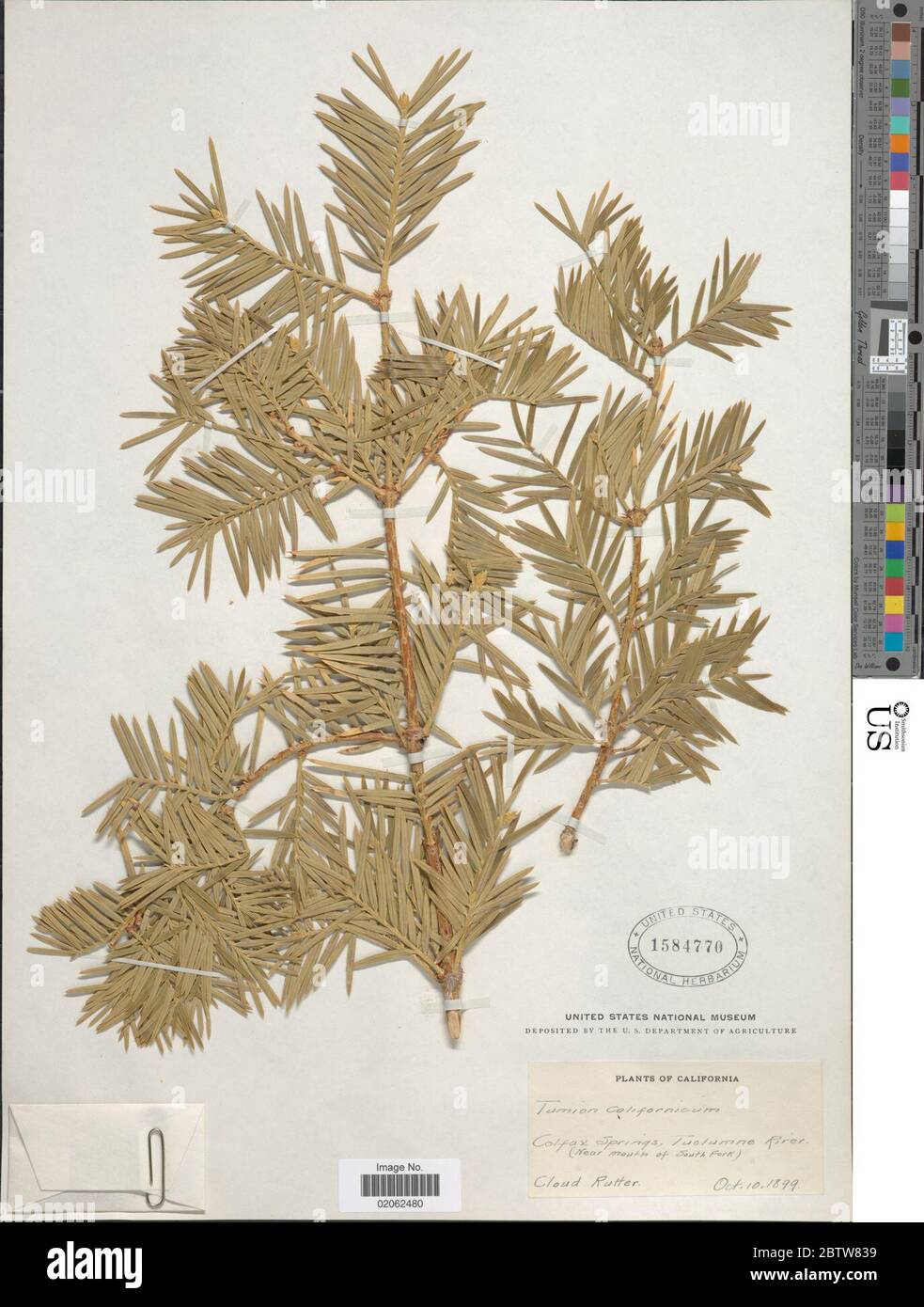 Torreya californica Torr Stock Photo - Alamy