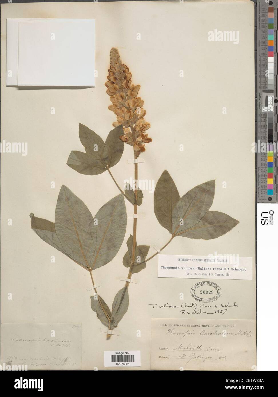 Thermopsis Villosa High Resolution Stock Photography and Images - Alamy
